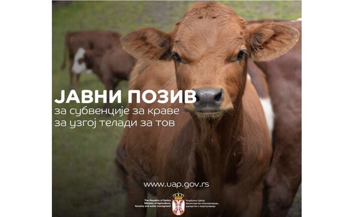 Raspisane subvencije za krave za uzgoj teladi za tov (Video) - Sremska Televizija